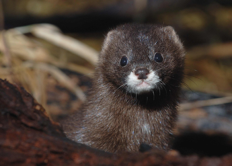 Artenschutz/ Nistkästen/ Insektenhotels – Naturschutzstiftung Emsland